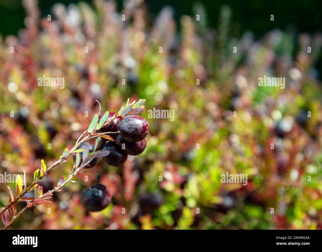 Ready big cranberries on a field Stock Photo - Alamy