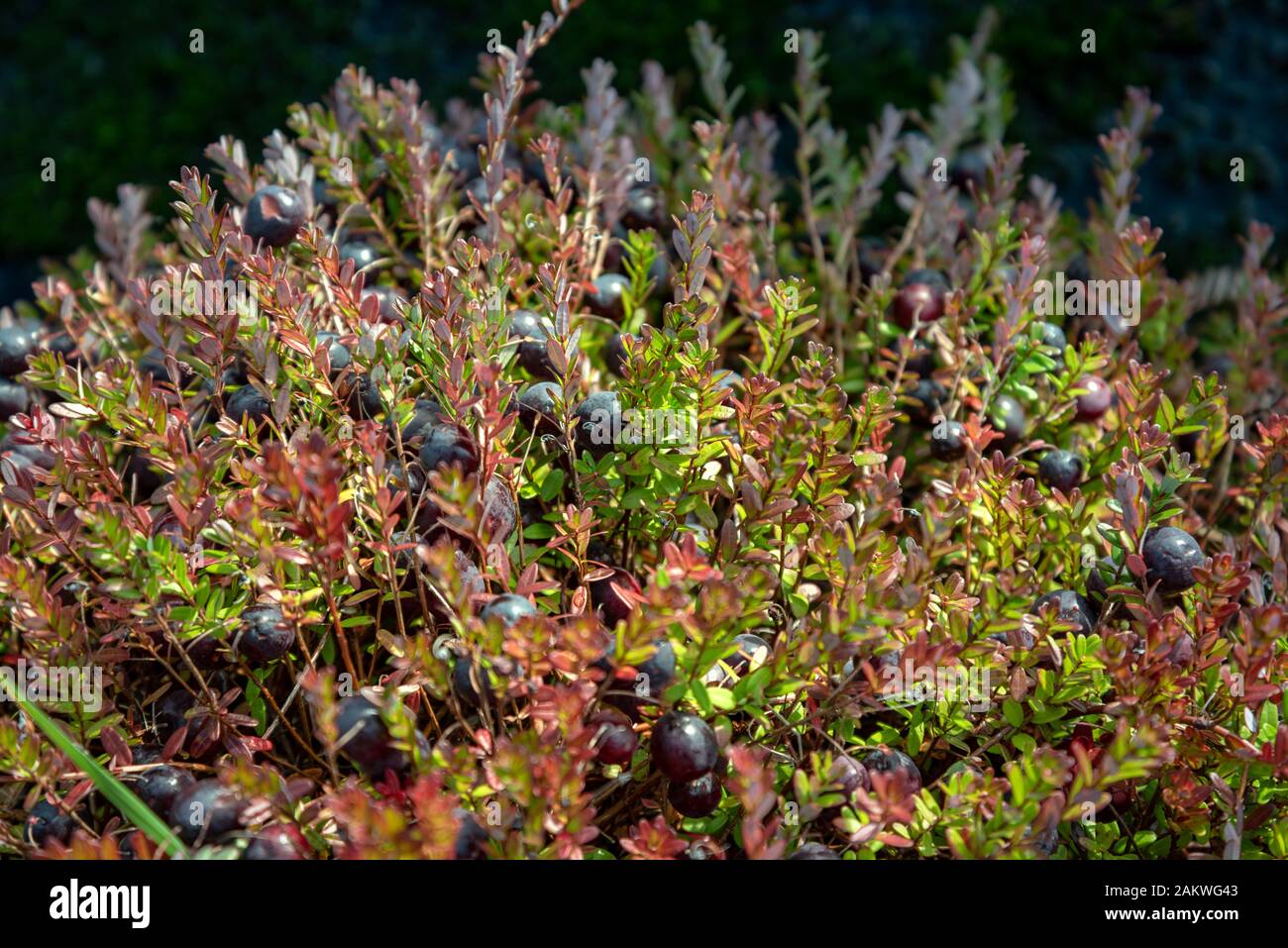 Ready big cranberries on a field Stock Photo - Alamy