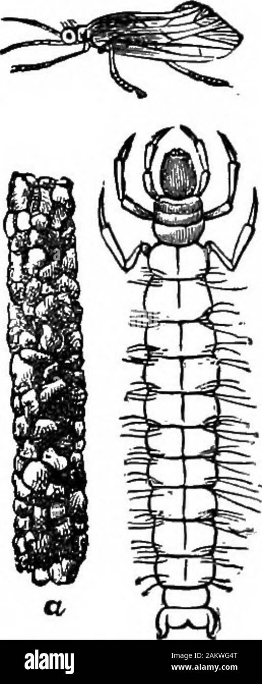 Mecoptera order Black and White Stock Photos & Images - Alamy