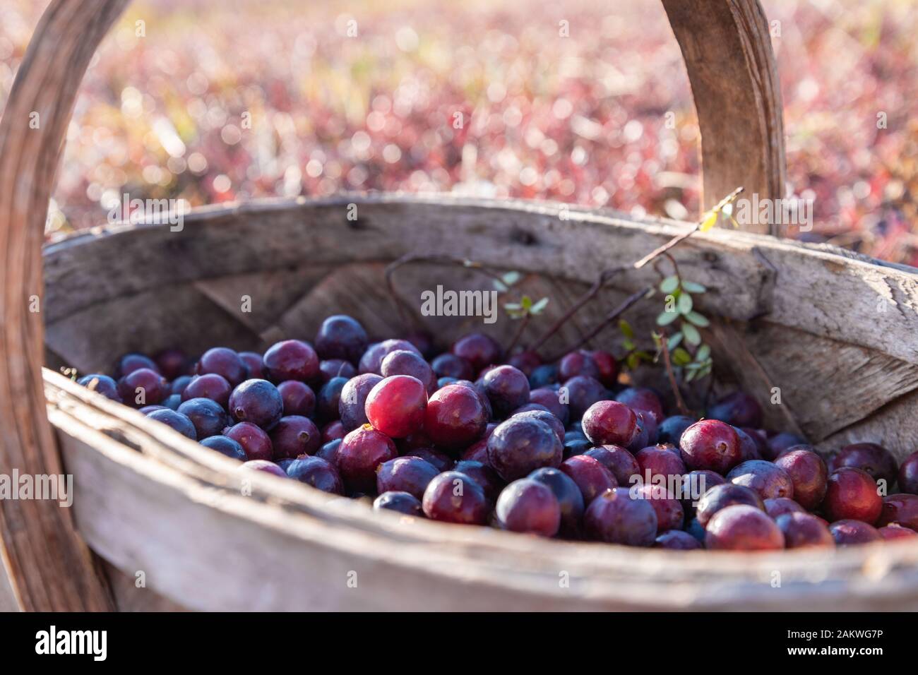 Ready big cranberries on a field in a basket Stock Photo - Alamy