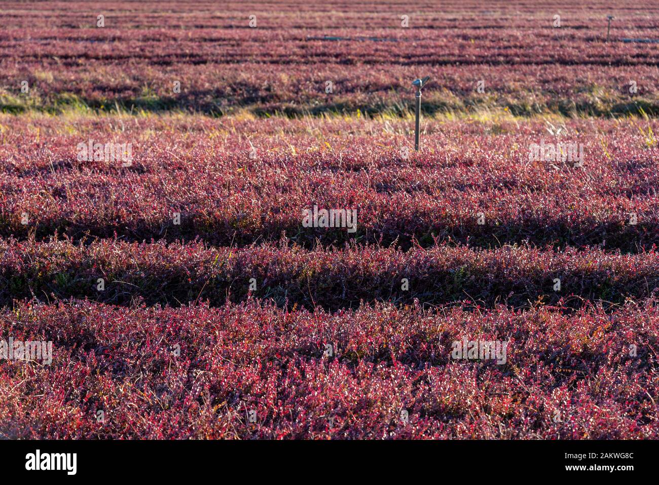 Ready big cranberries on a field Stock Photo - Alamy