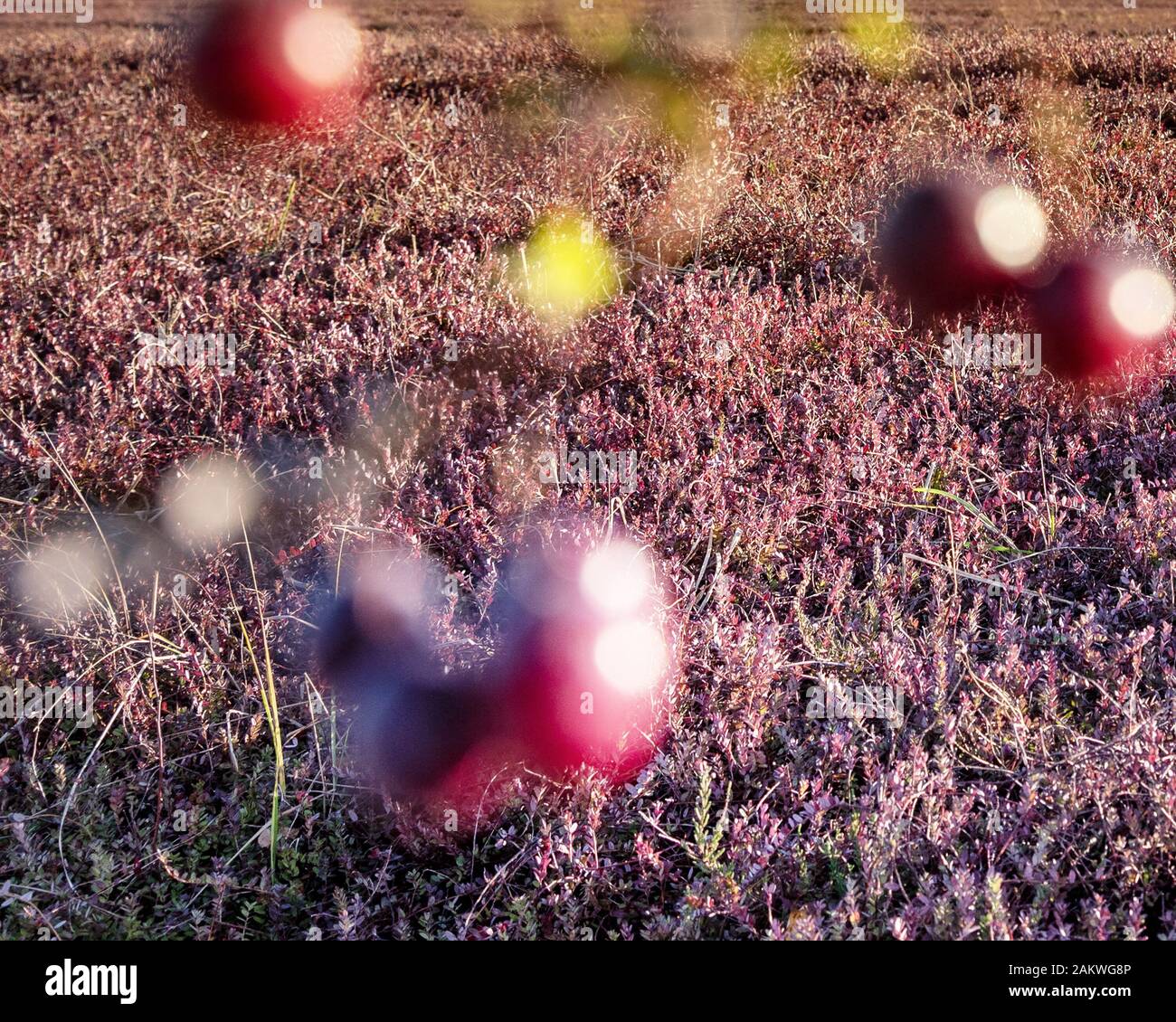 Ready big cranberries on a field Stock Photo - Alamy