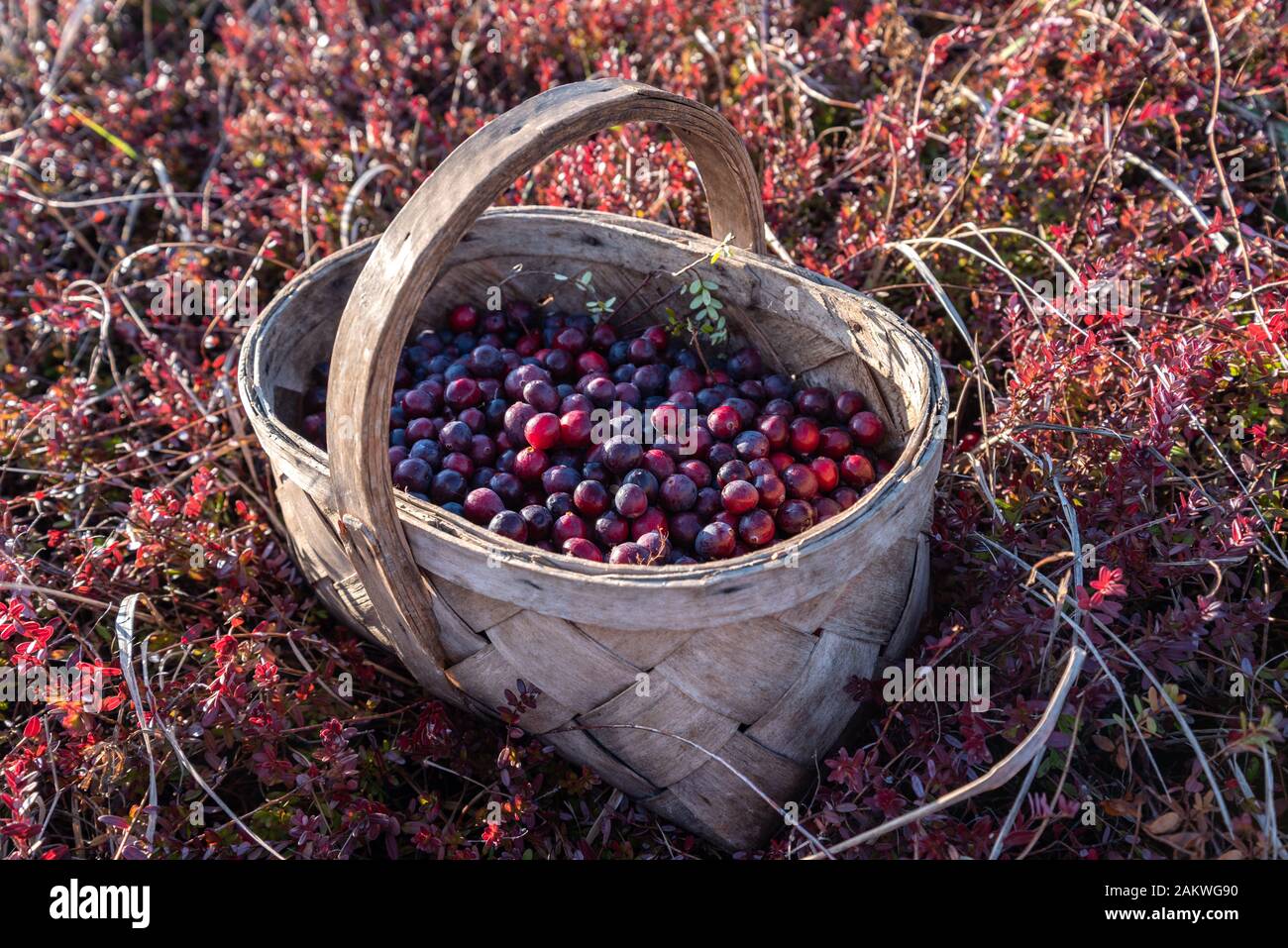 Ready big cranberries on a field in a basket Stock Photo - Alamy