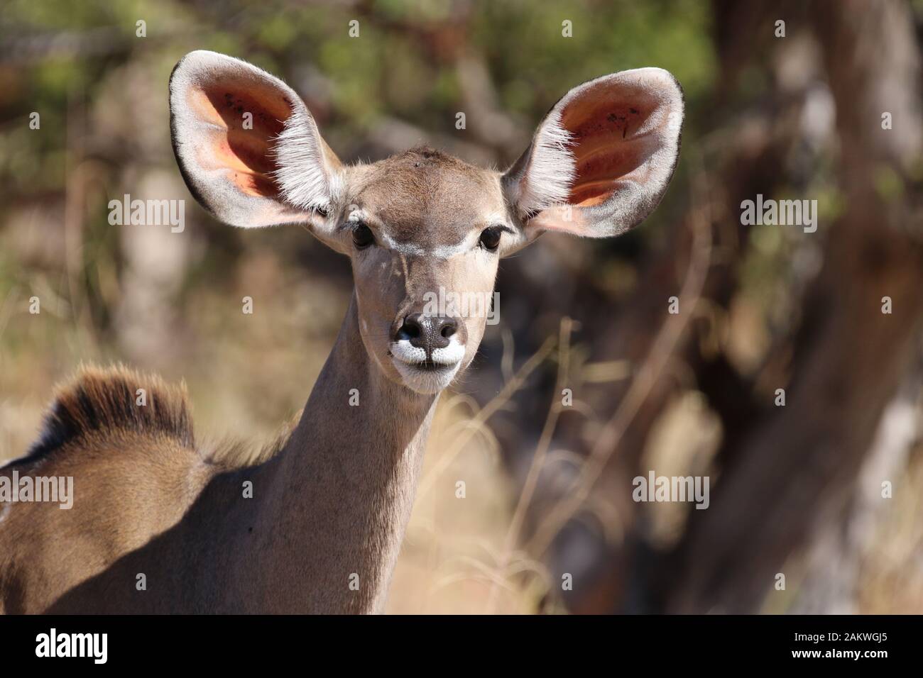 Female small kudu hi-res stock photography and images - Alamy