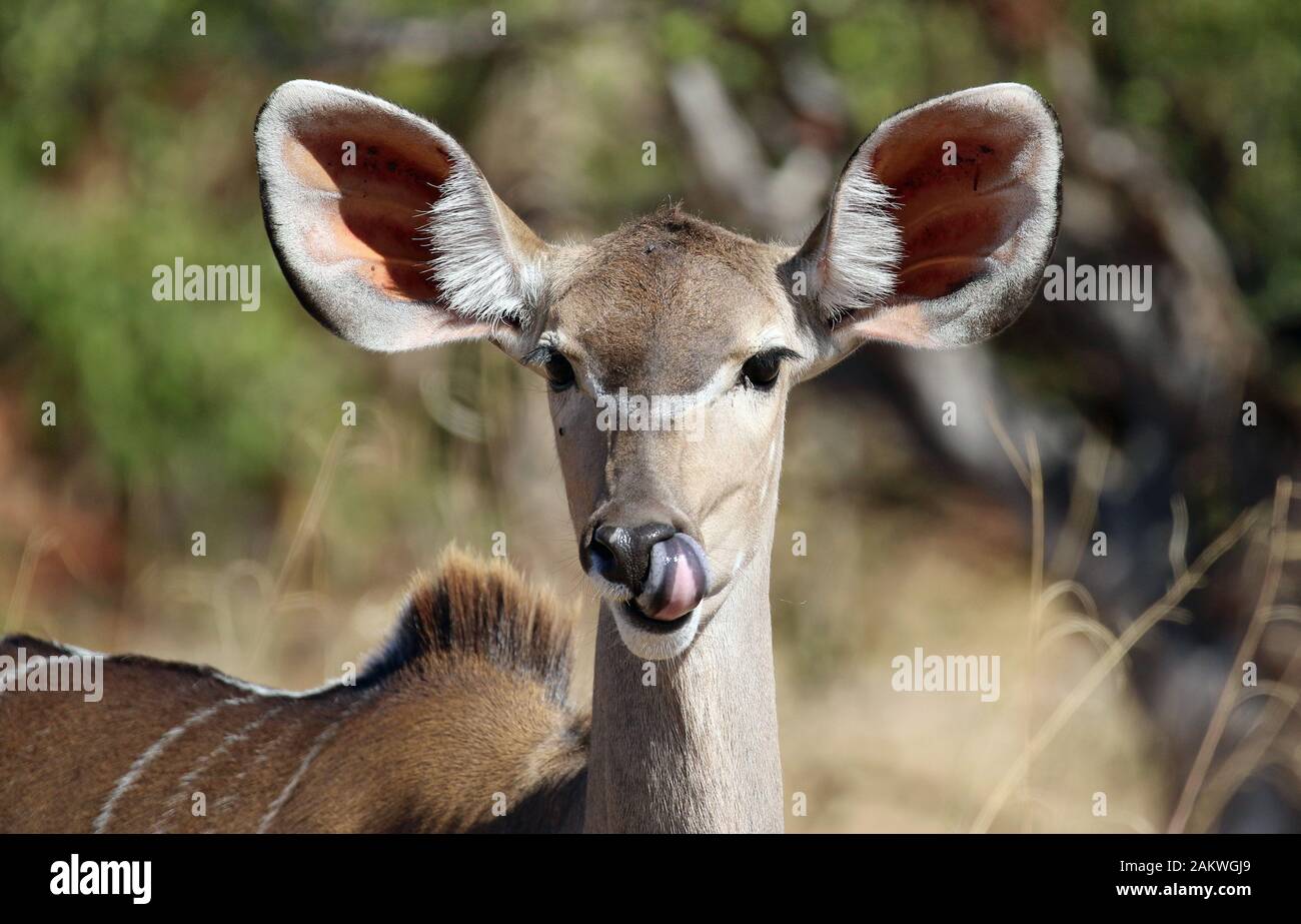 Female small kudu hi-res stock photography and images - Alamy