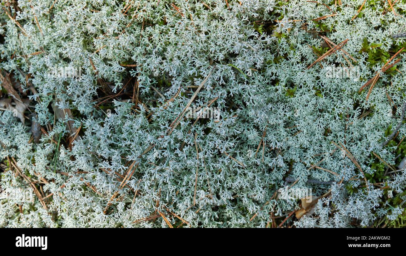 Lichen Cladonia rangiferina. Reindeer grey lichen. Beautiful light ...