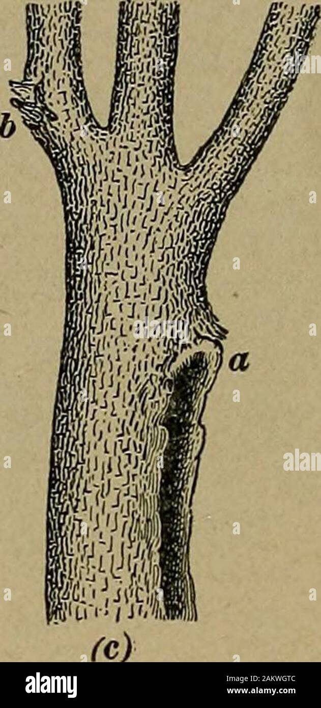 Untreated wound hi-res stock photography and images - Alamy
