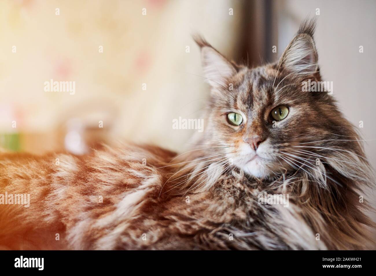 Maine coon cat, close up. Funny, cute cat with marble fur color ...