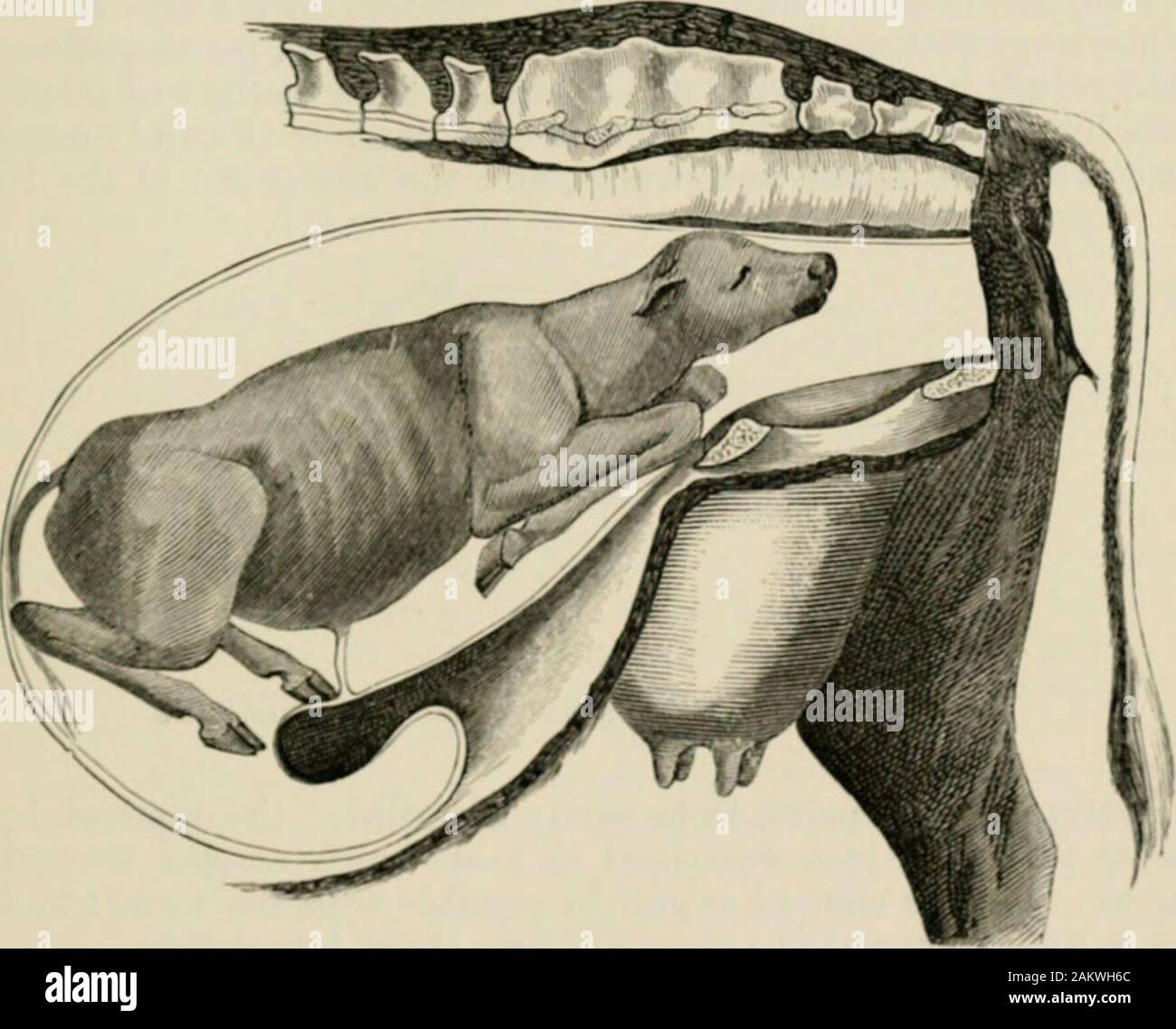 A text-book of veterinary obstetrics : including the diseases and ...