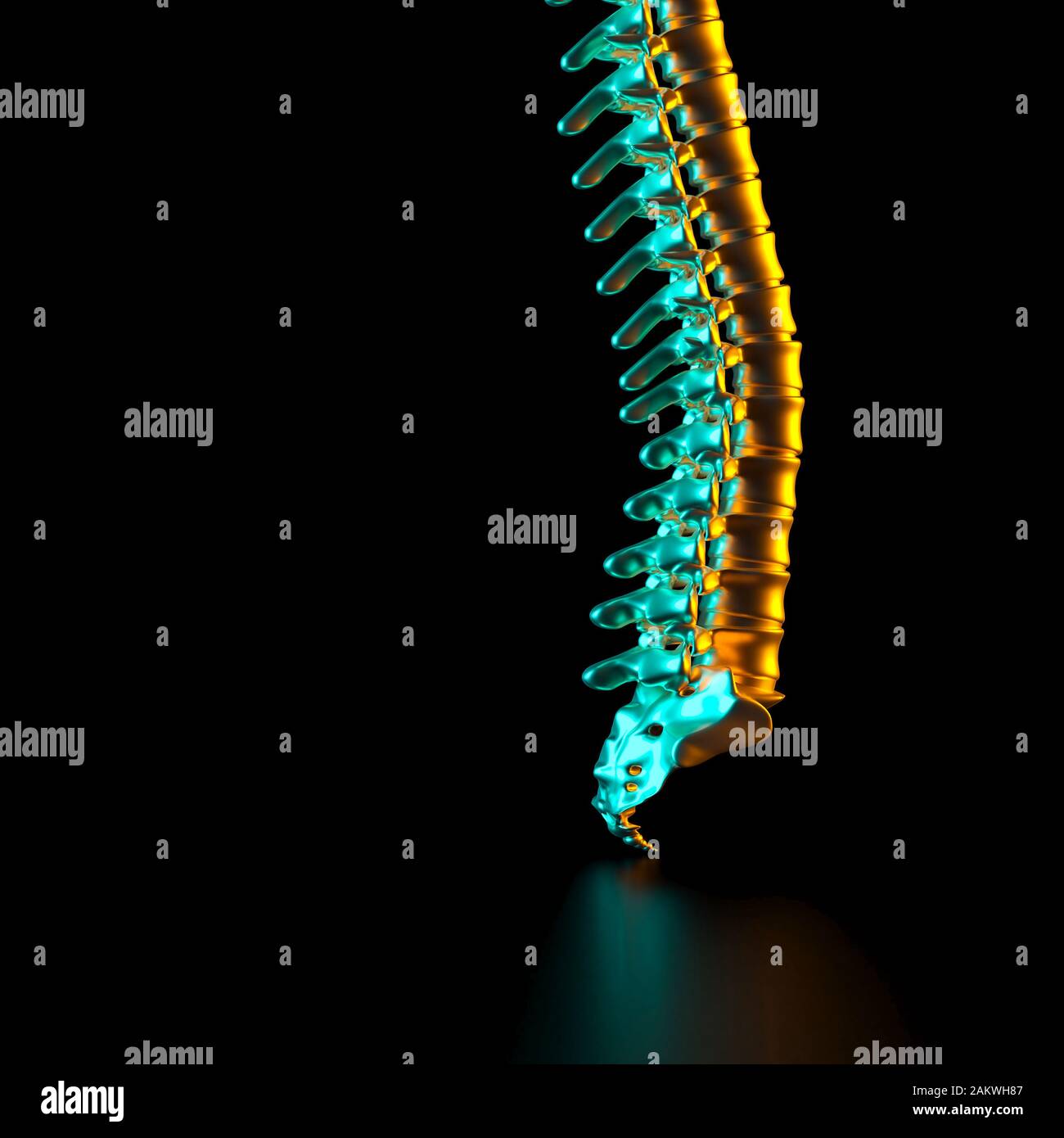 spine bones in gold color, colored side lights and black background. 3d ...