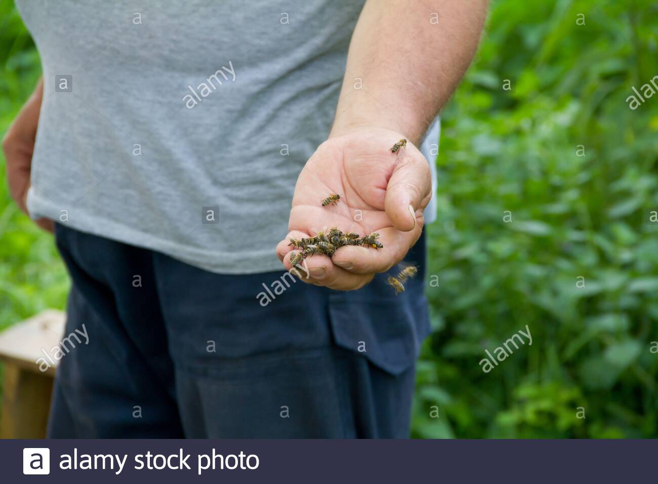 Bee Sting Hand Stock Photos & Bee Sting Hand Stock Images - Alamy