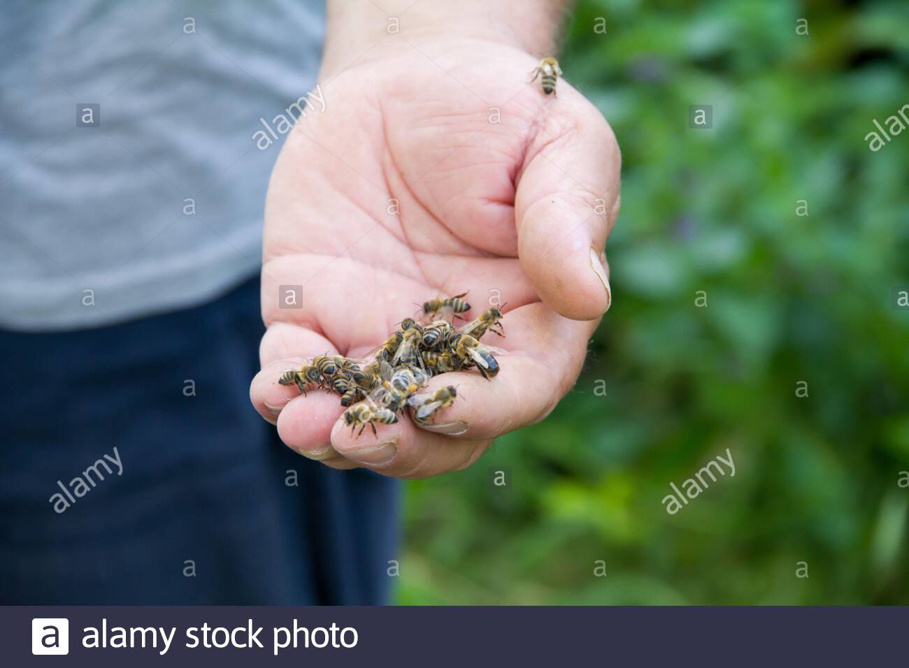 Bee Sting Hand Stock Photos & Bee Sting Hand Stock Images - Alamy