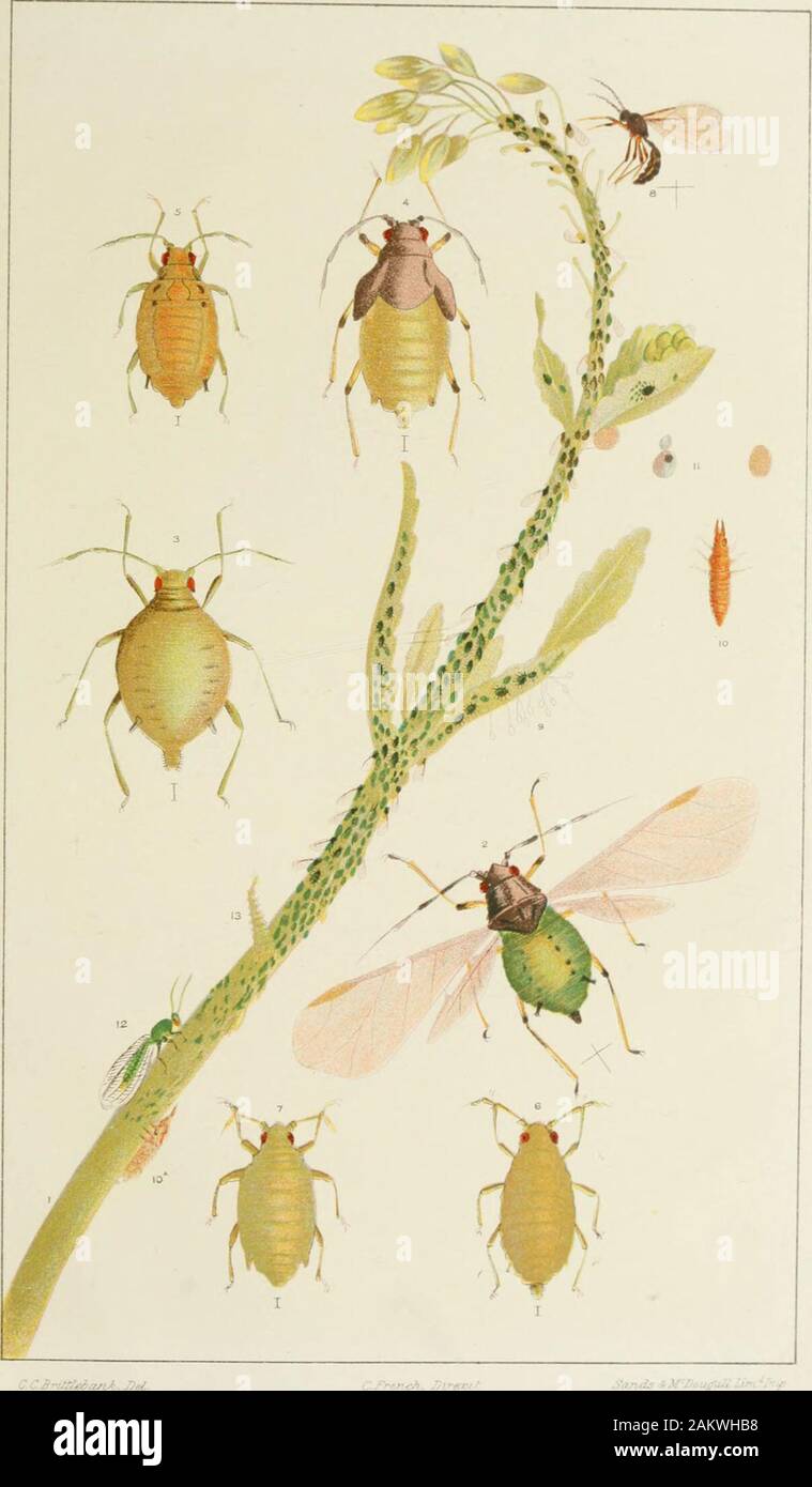 Various winged insects hi-res stock photography and images - Alamy