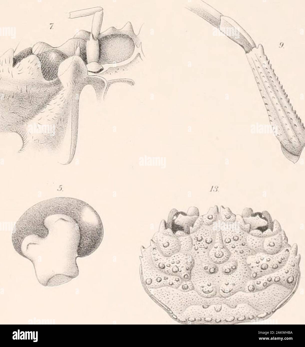 Memoirs of the Museum of Comparative Zoölogy, at Harvard College ...