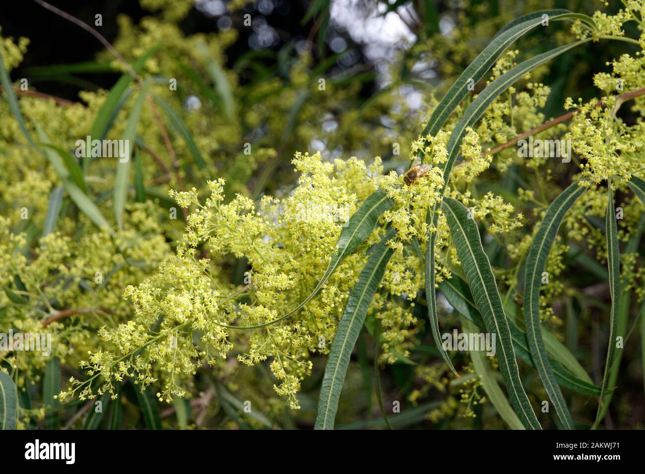 Rhus lancea hi-res stock photography and images - Alamy