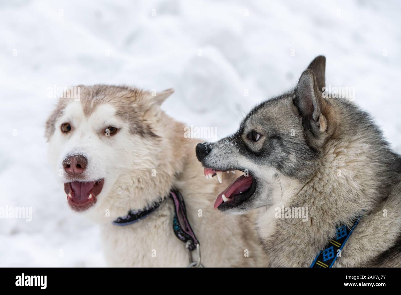 Are Alaskan Husky Aggressive