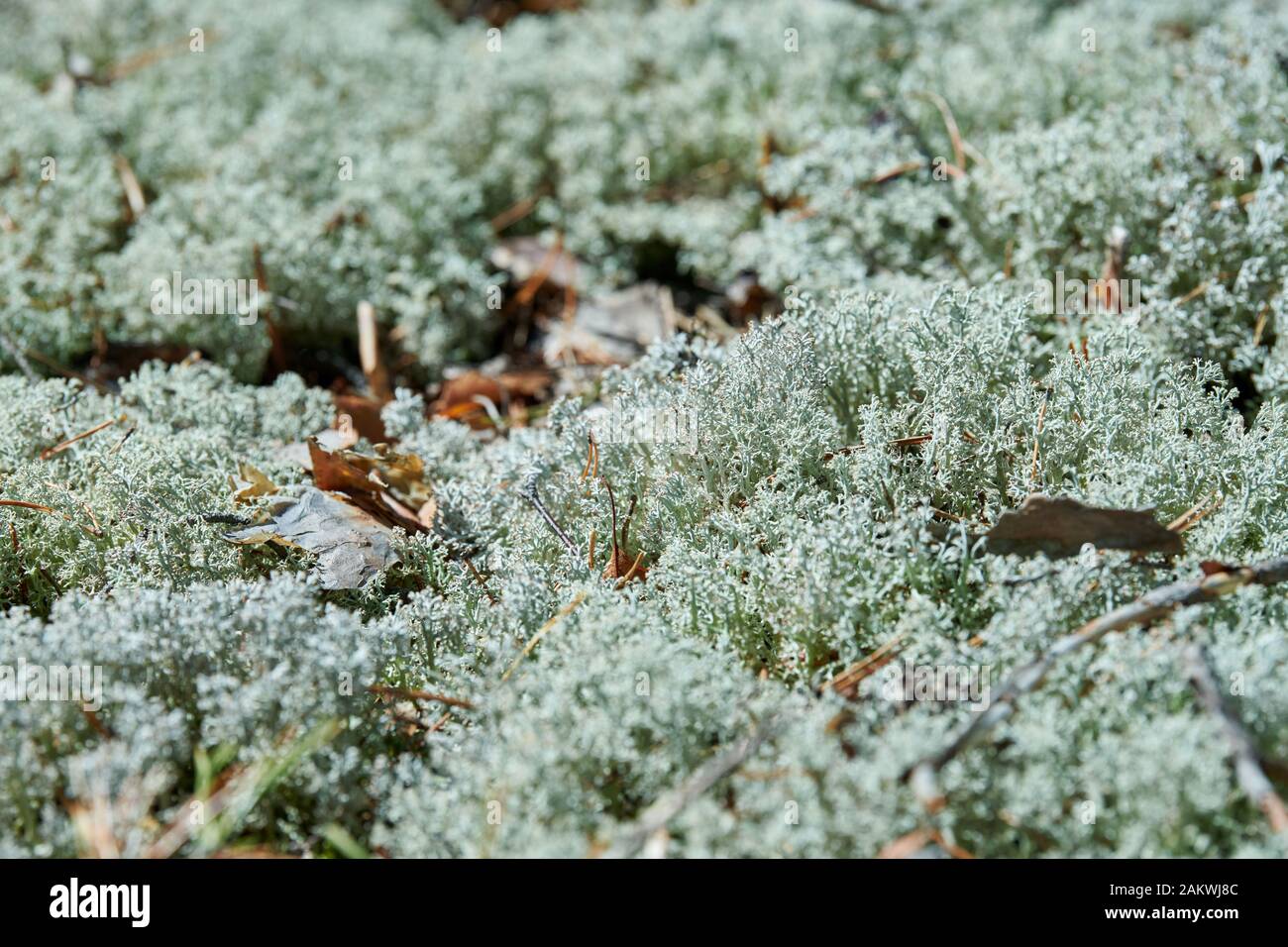 Lichen Cladonia rangiferina. Reindeer grey lichen. Beautiful light ...