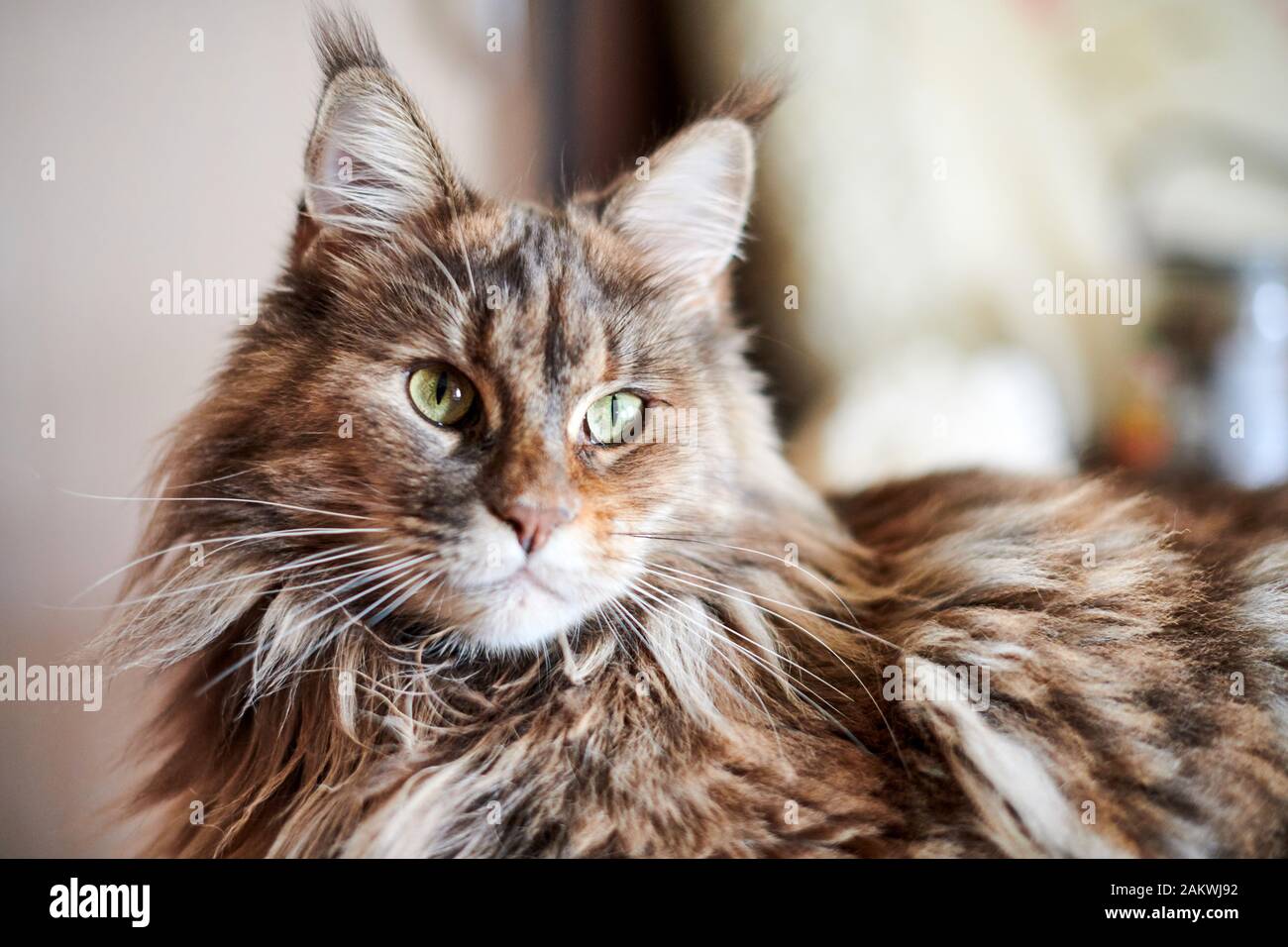 Maine coon cat, close up. Funny, cute cat with marble fur color ...