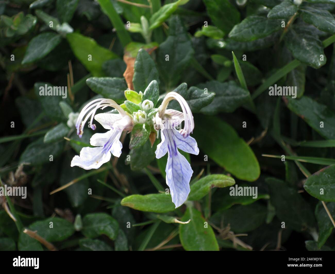 Strauchiger Gamander (Teucrium fruticans), Dingli, Malta Stock Photo ...
