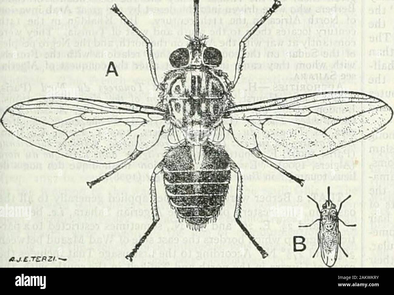 Tsetse flies hi-res stock photography and images - Alamy