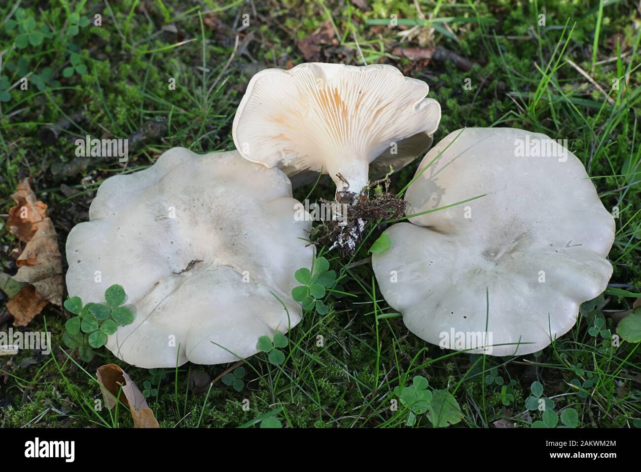 Clitopilus prunulus, known as the miller or the sweetbread mushroom ...