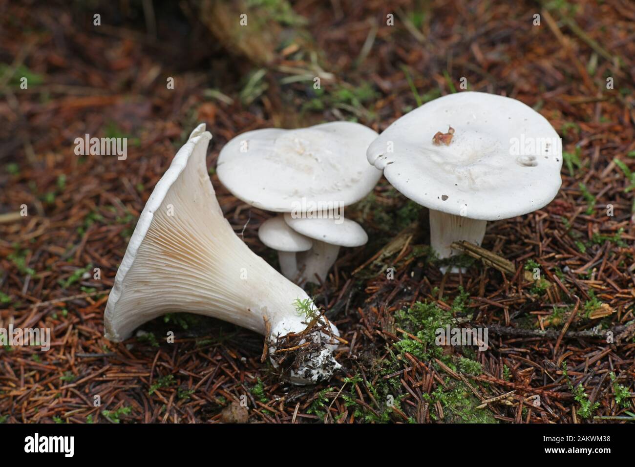 Clitopilus prunulus, known as the miller or the sweetbread mushroom ...