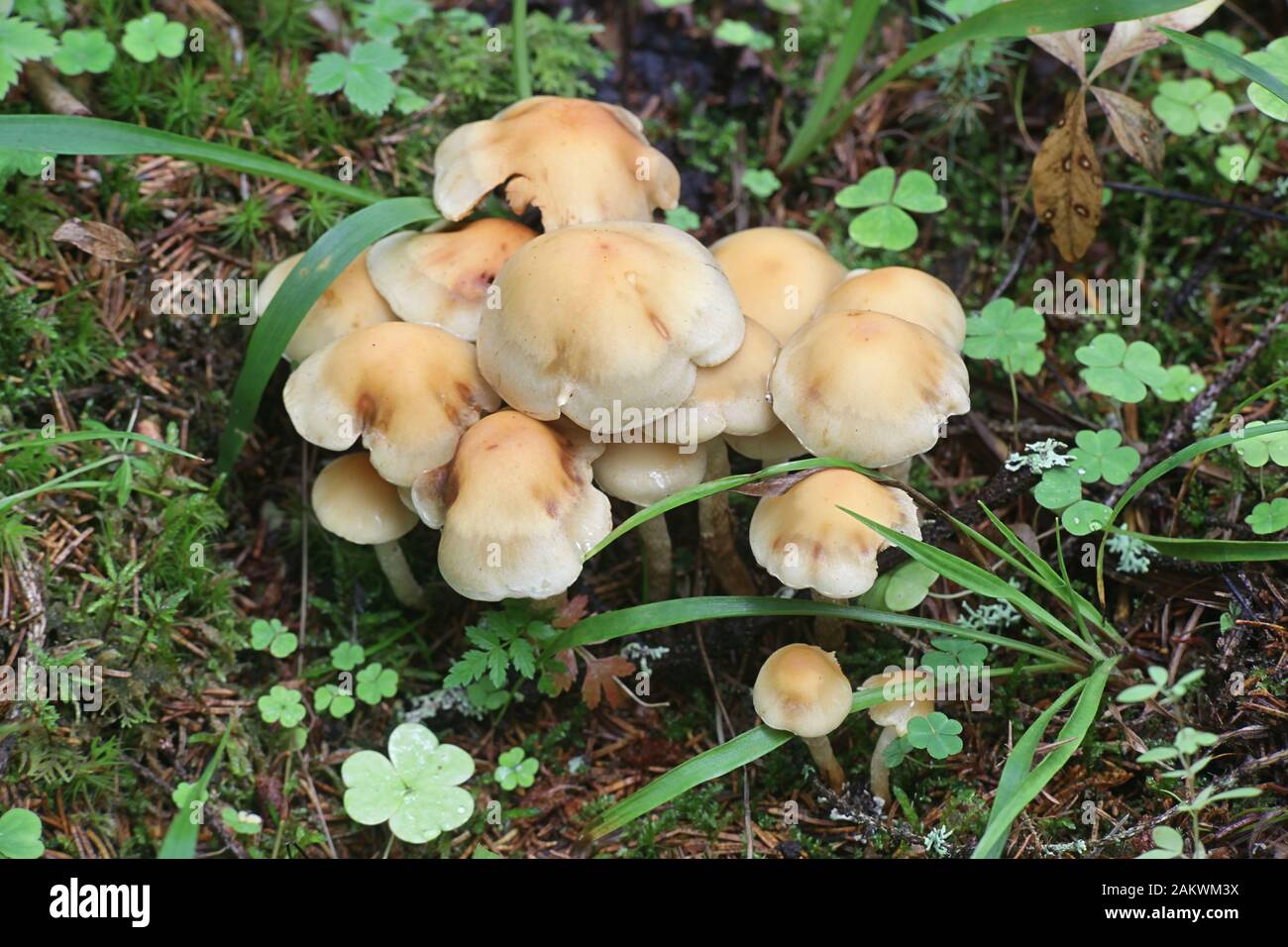 Hypholoma capnoides, known as the Conifer Tuft, edible mushrooms from ...