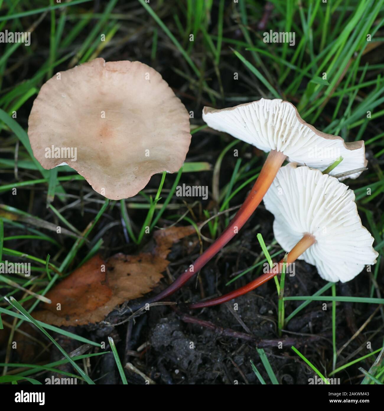 Mycetinis scorodonius, known as vampires bane or garlic scented ...
