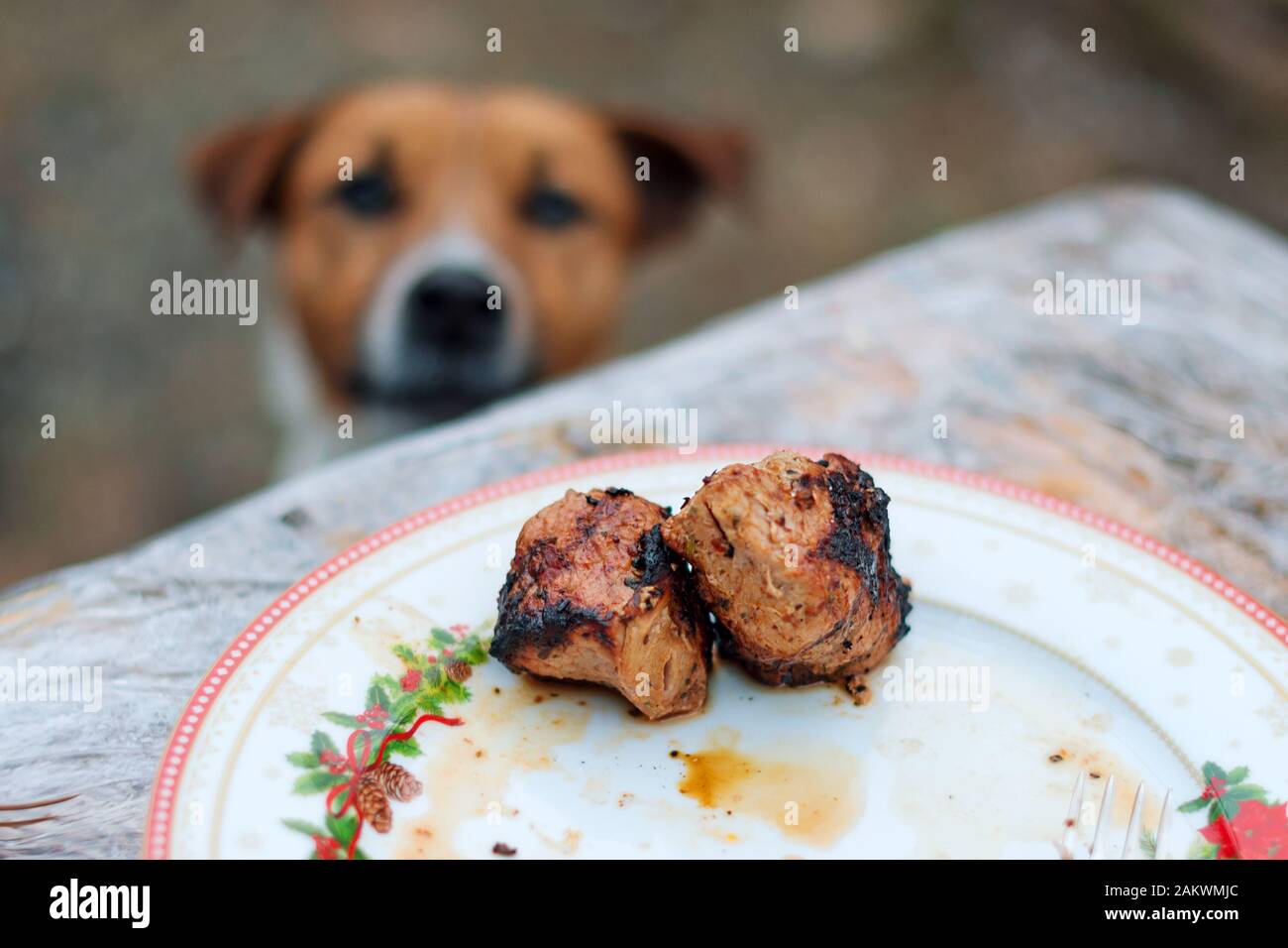 Dog looking to served picnic table. Jack russel dog trying to scrounge ...