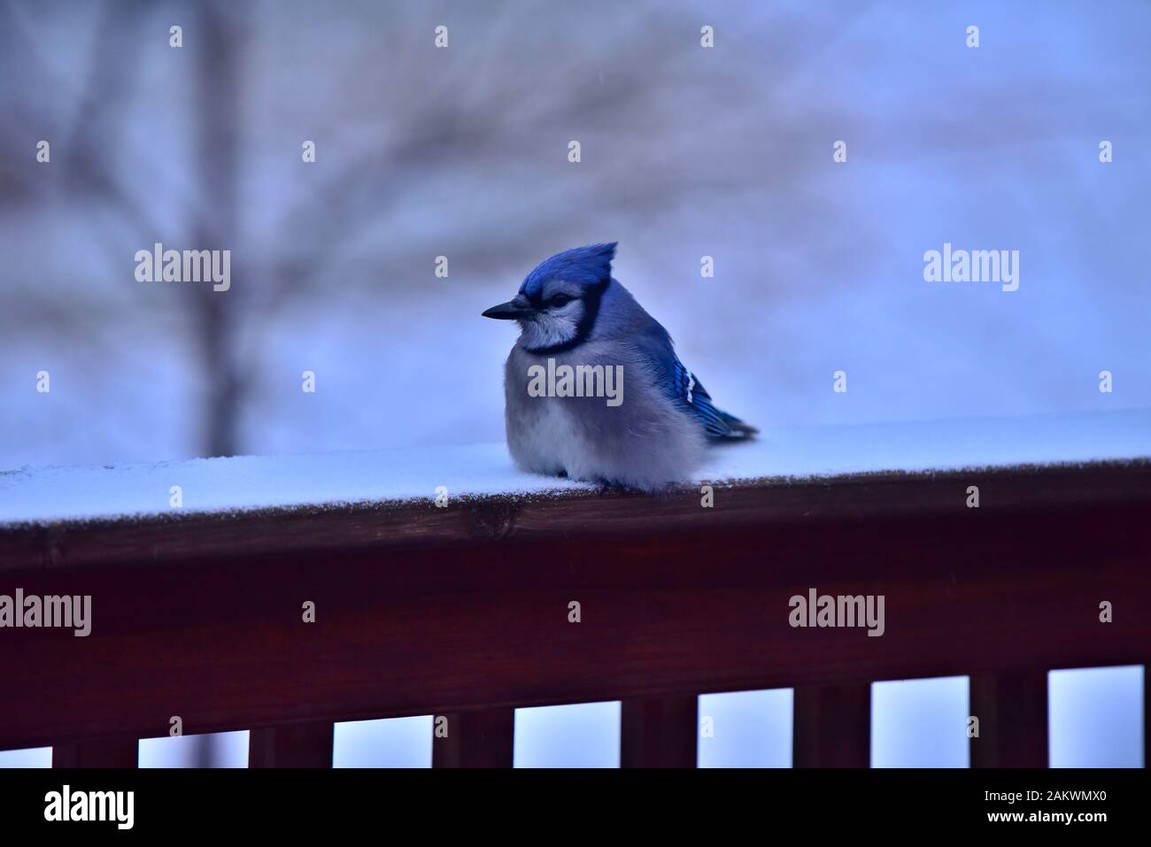 Blue jay feathers hi-res stock photography and images - Alamy