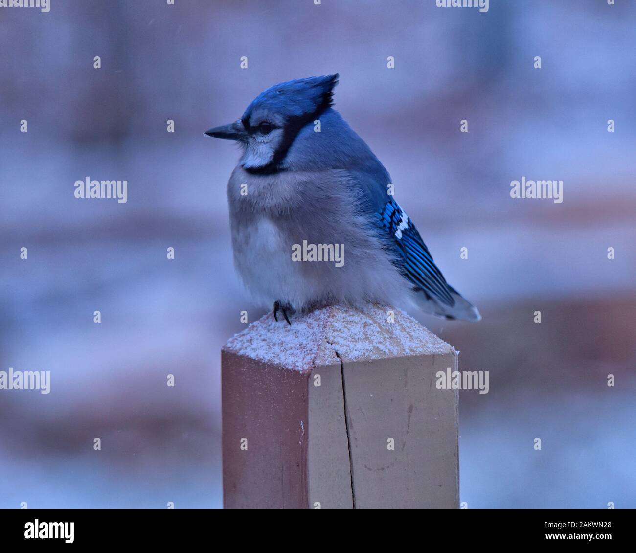 Fluffy bluejay hi-res stock photography and images - Alamy