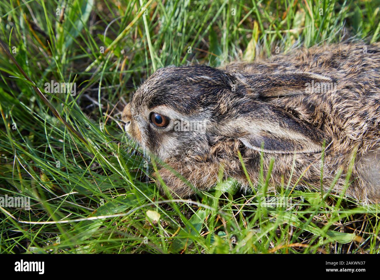 Wild baby hare is sitting in thre grass. Stunning detail of the brown ...