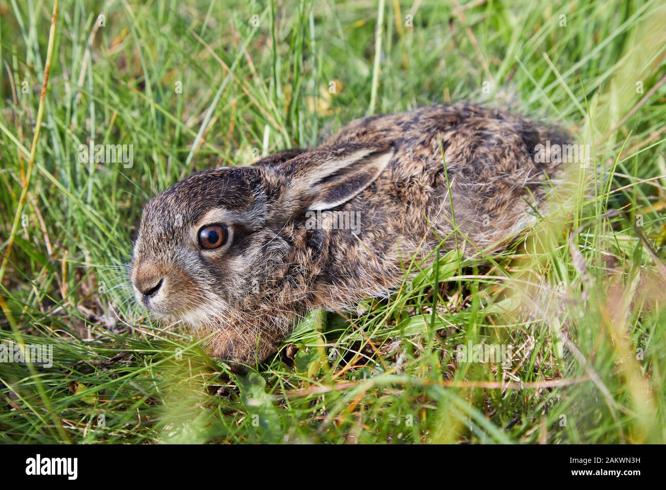 Wild baby hare is sitting in thre grass. Stunning detail of the brown ...