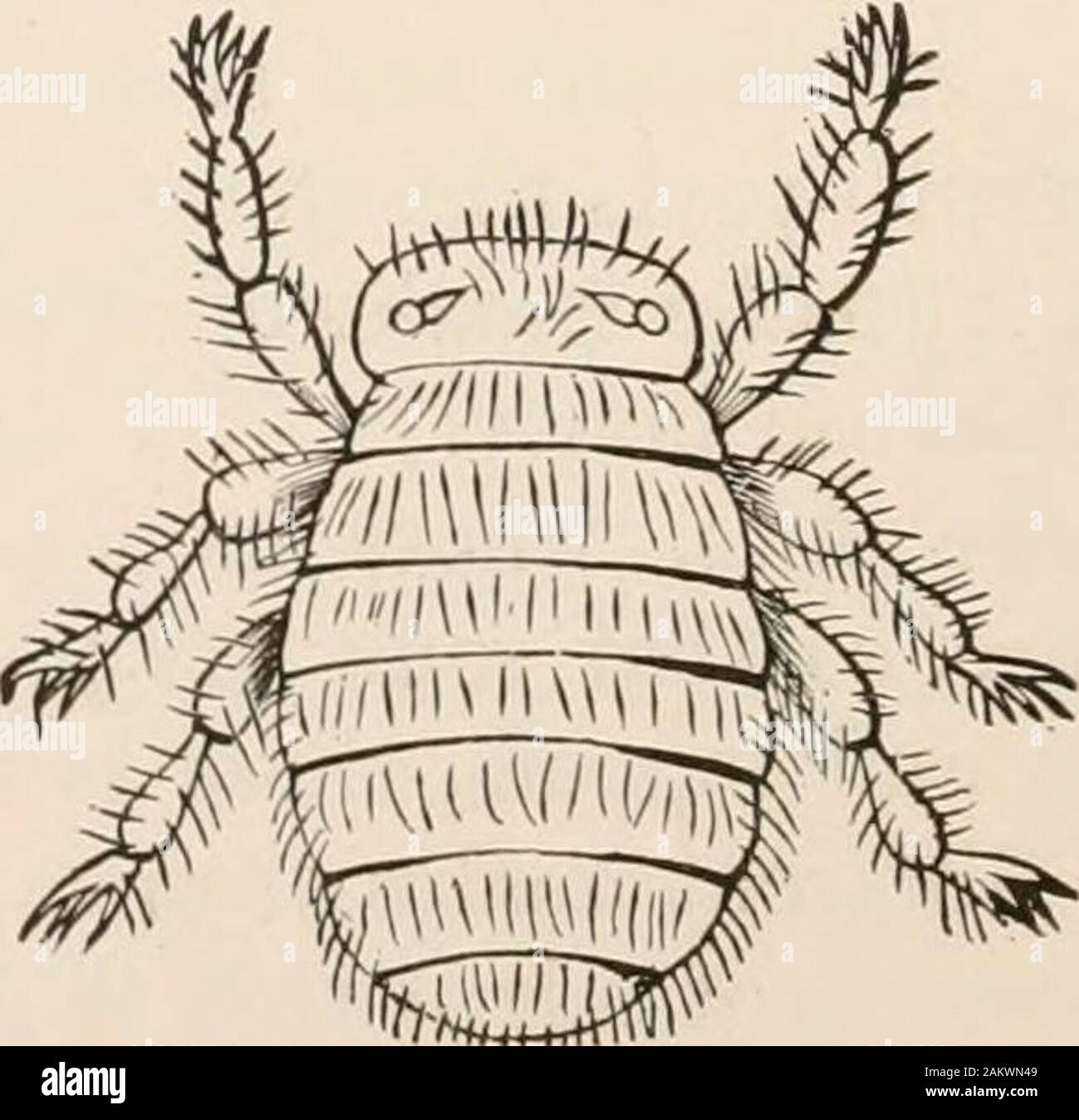 Entomology for beginners; for the use of young folks, fruitgrowers ...