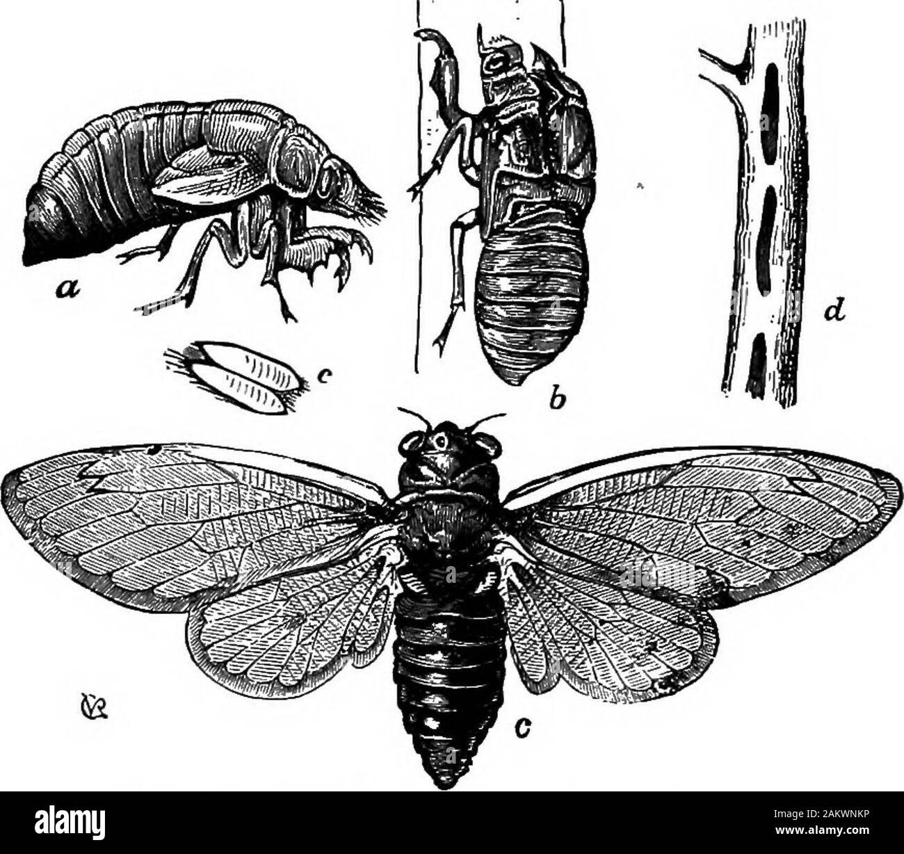 Pair insects Cut Out Stock Images & Pictures - Alamy