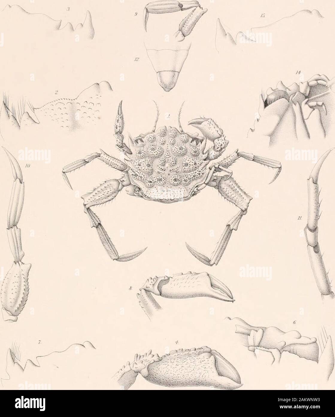 Memoirs of the Museum of Comparative Zoölogy, at Harvard College ...