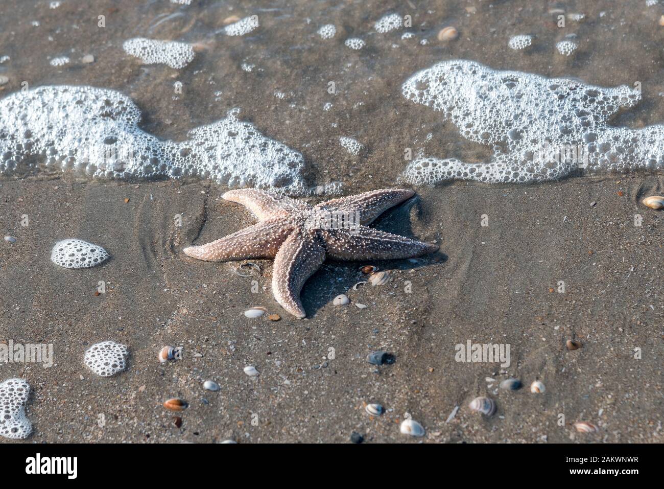 Starfish washed up on the beach Stock Photo - Alamy