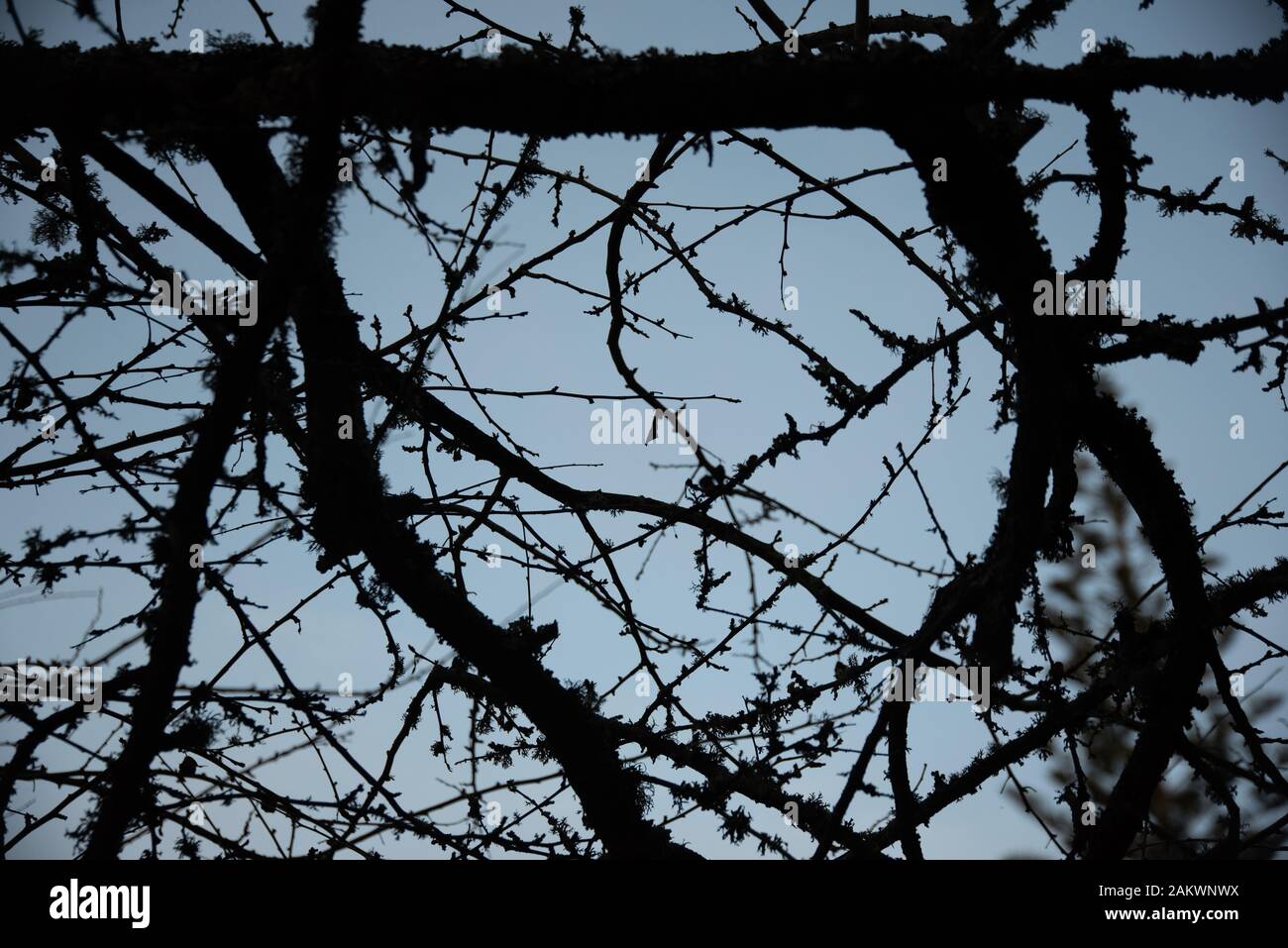 Brunch pattern hi-res stock photography and images - Alamy