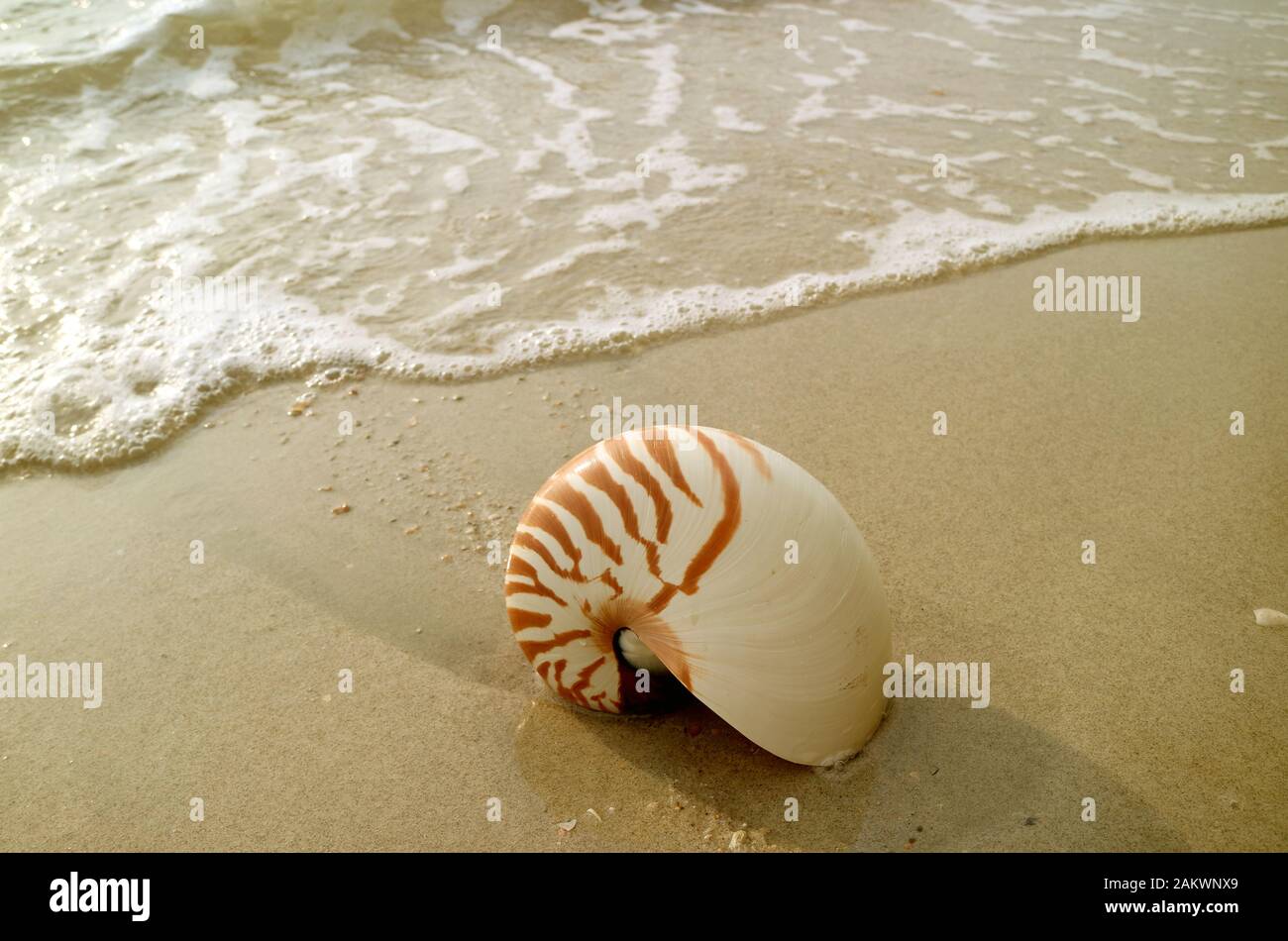 Natural Nautilus Shell Isolated on Wet Sand Beach with Sea Swash Stock ...
