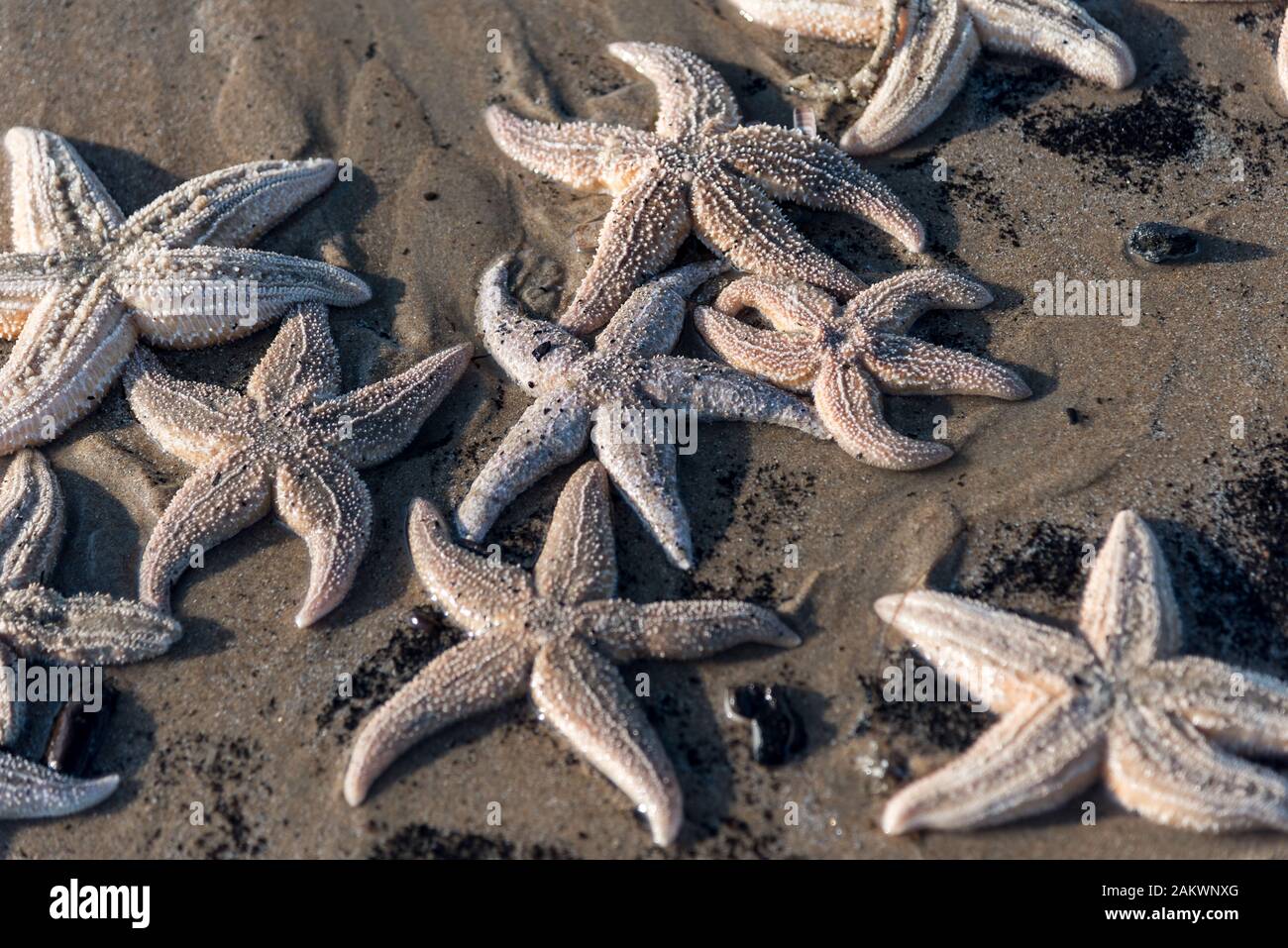 Group of starfish hi-res stock photography and images - Alamy