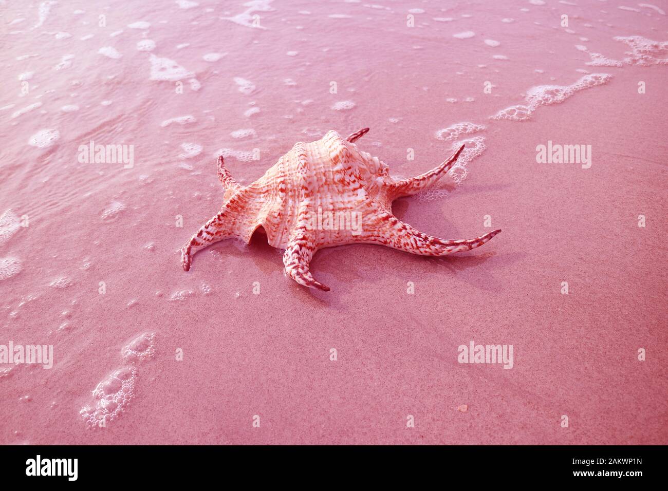 Pink Conch High Resolution Stock Photography and Images - Alamy