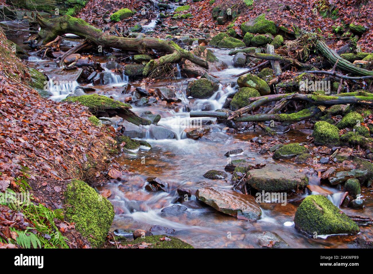 Tiger Clough High Resolution Stock Photography and Images - Alamy