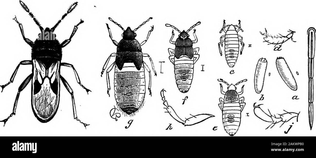 First lesson in zoology : adapted for use in schools . ion of a bugs ...