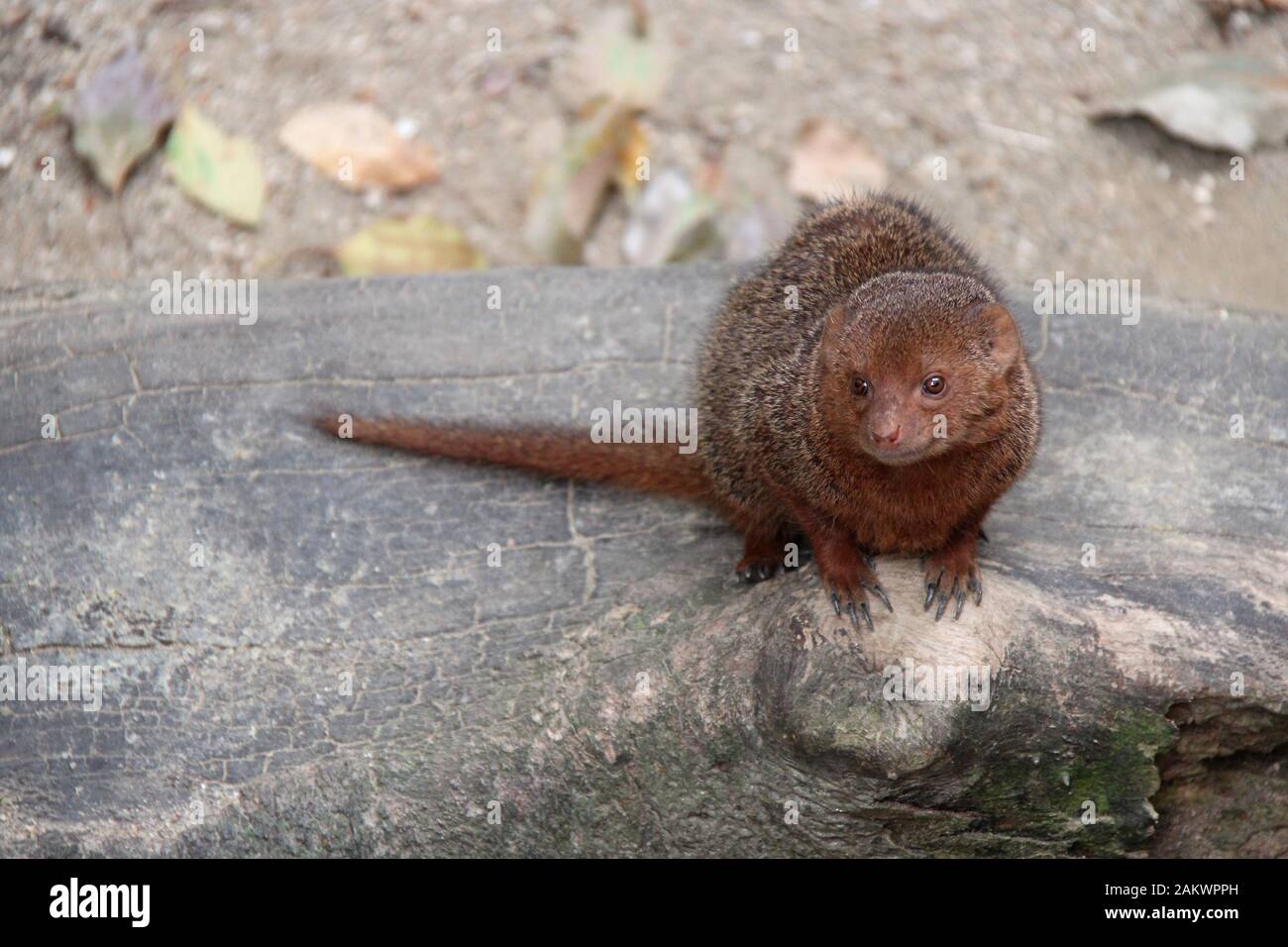 mongoose in a zoo in osaka (japan Stock Photo - Alamy