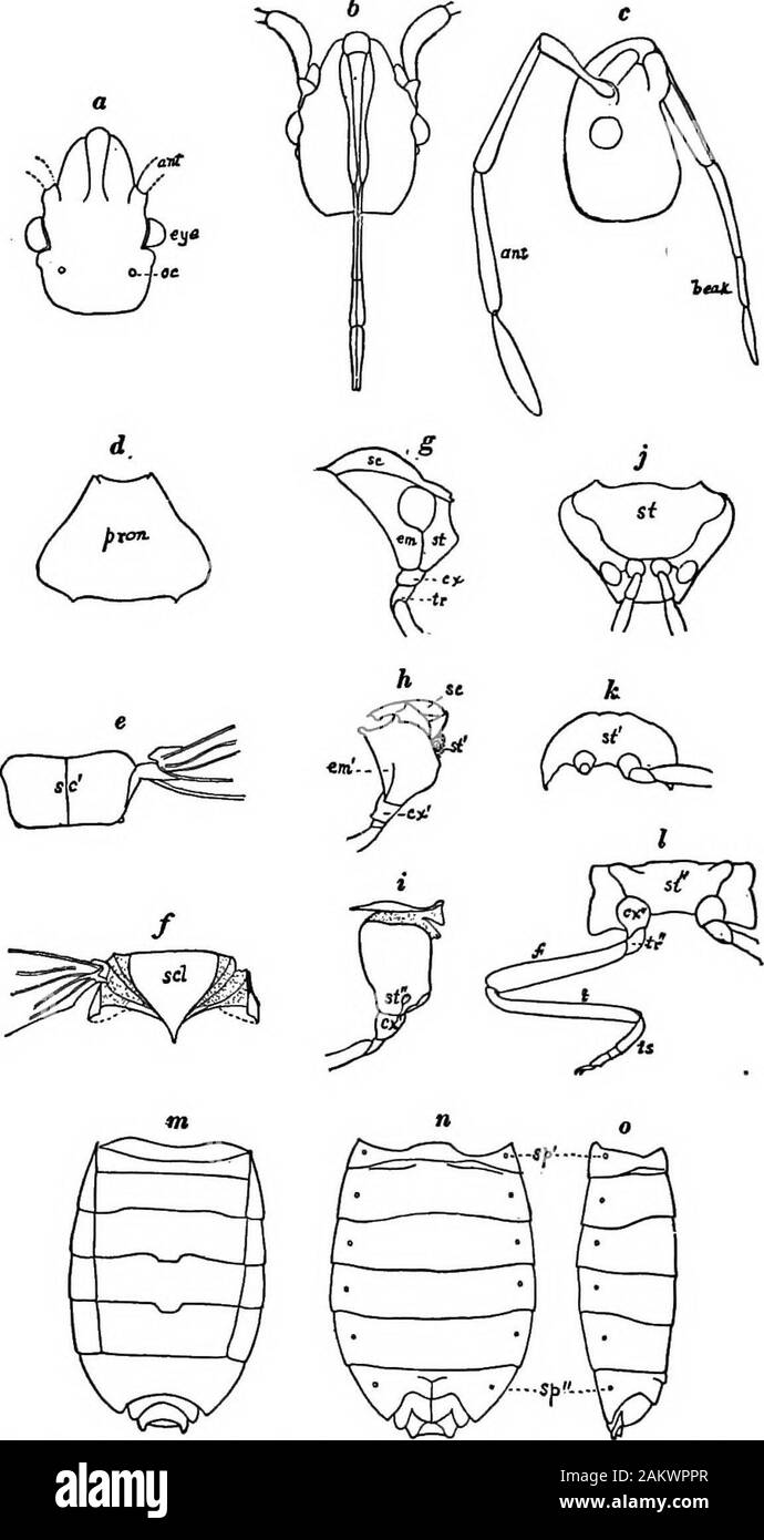 Bed bug anatomy Black and White Stock Photos & Images - Alamy