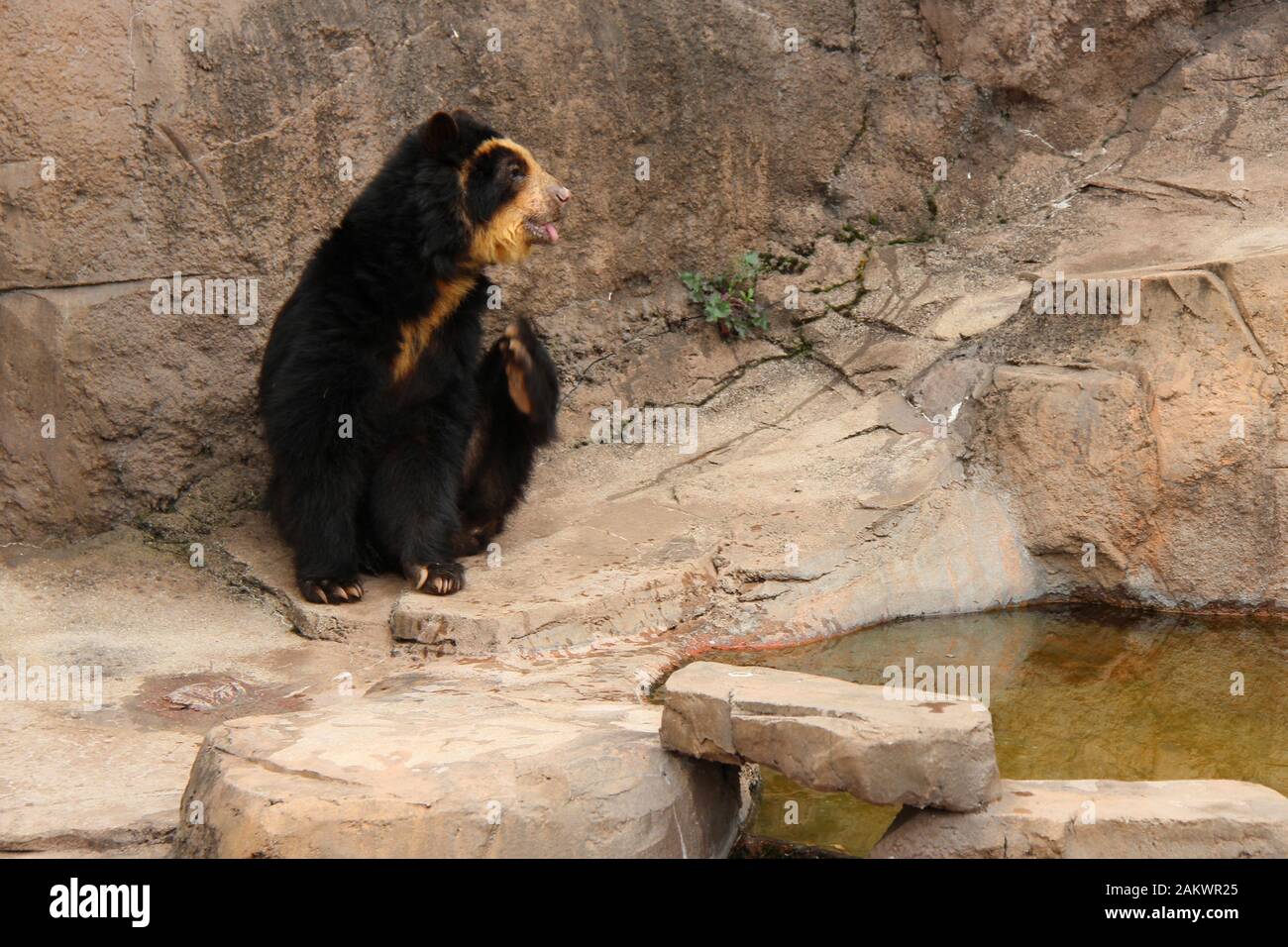 bear in a zoo in osaka (japan Stock Photo - Alamy