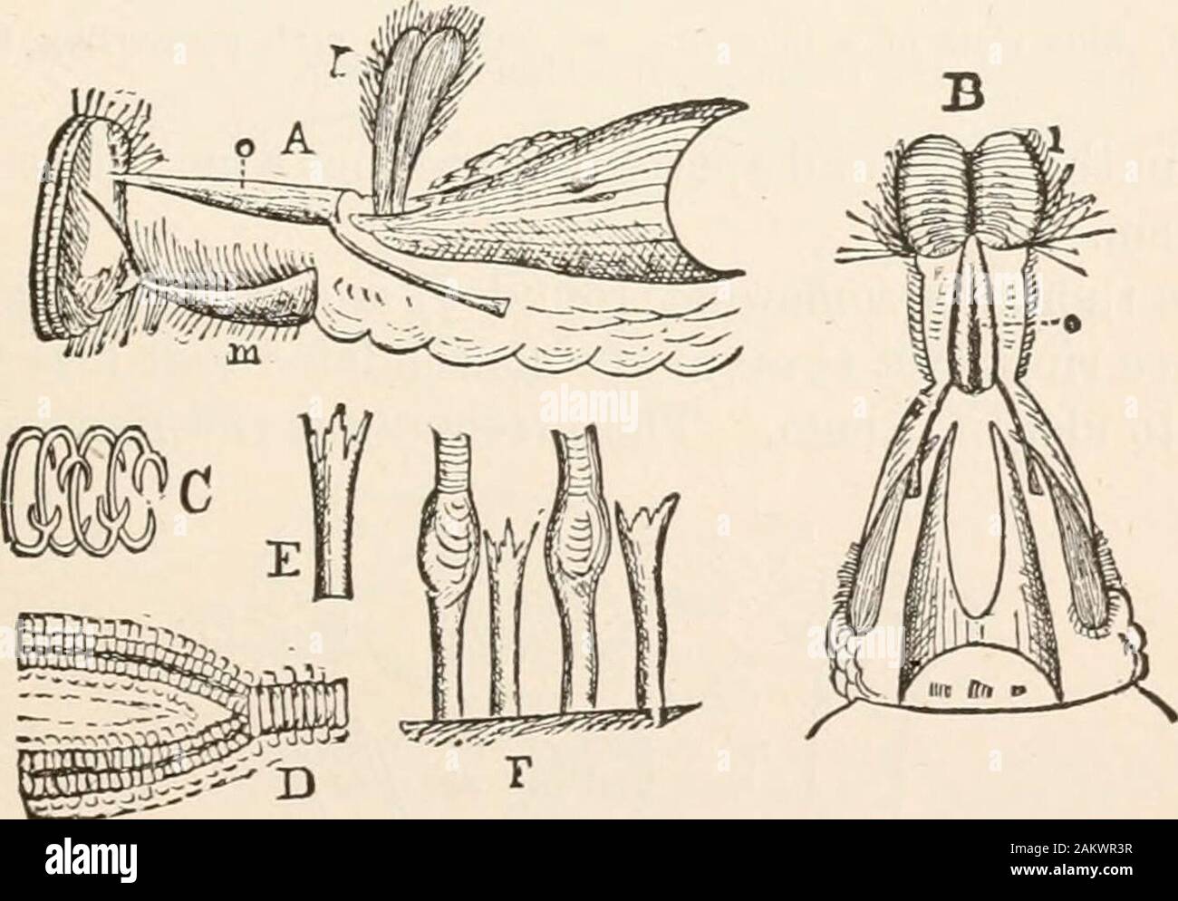 Labial form hi-res stock photography and images - Alamy