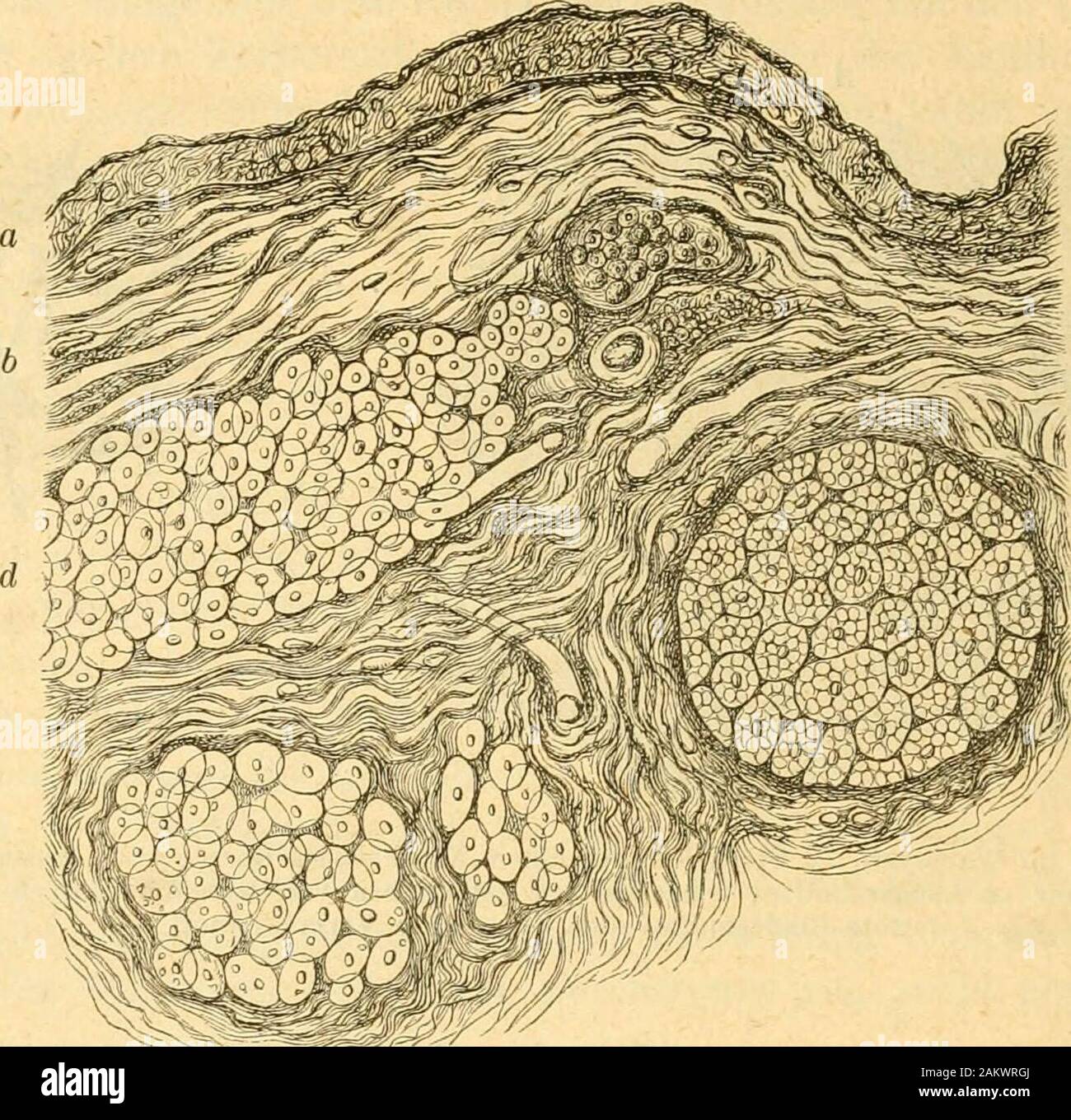 Zellwucherung hi-res stock photography and images - Alamy