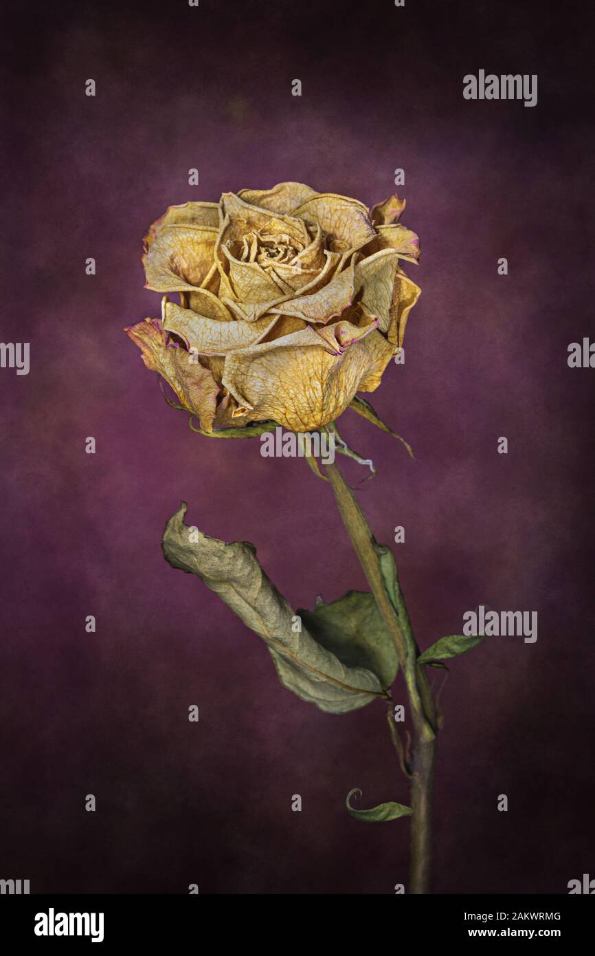 fine art close up of a dead rose Stock Photo - Alamy