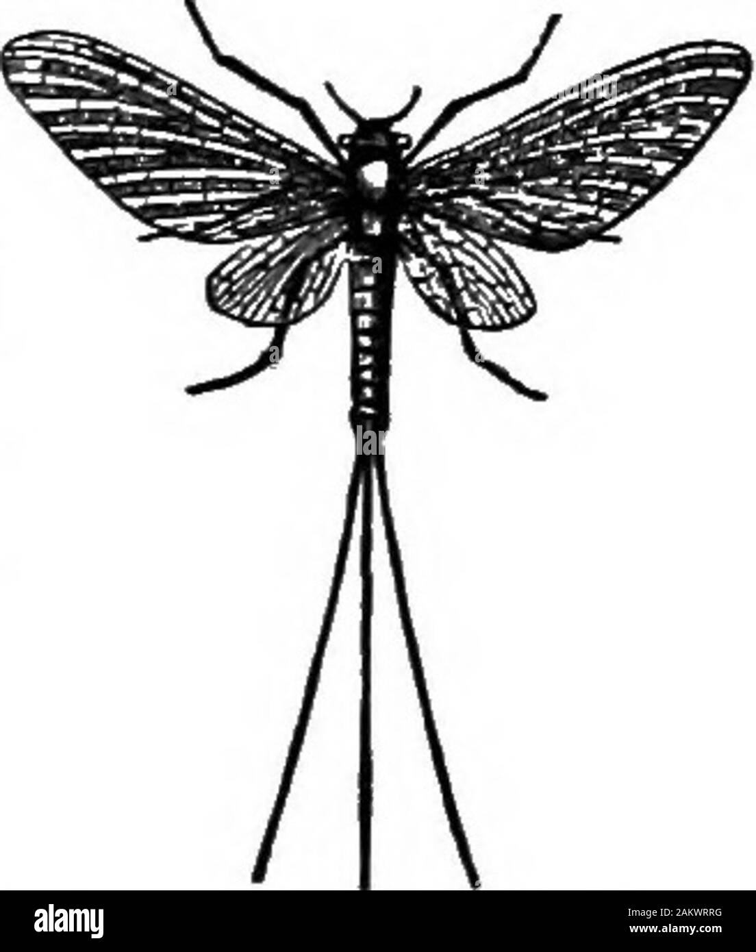 First lesson in zoology : adapted for use in schools . hen atrest are ...